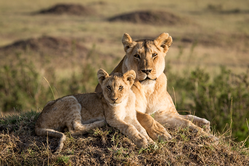 Micato Safaris - The Ultimate Safari Experience