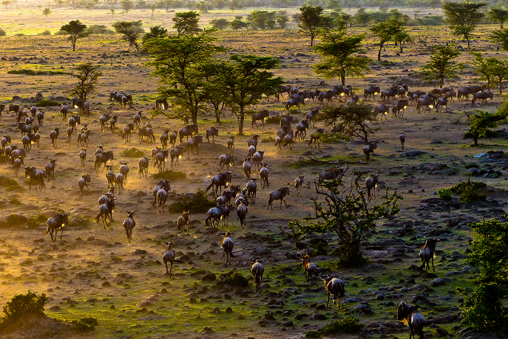 Micato Safaris - The Ultimate Safari Experience