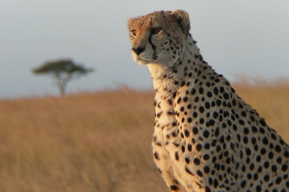 Micato Safaris Partner Spotlight